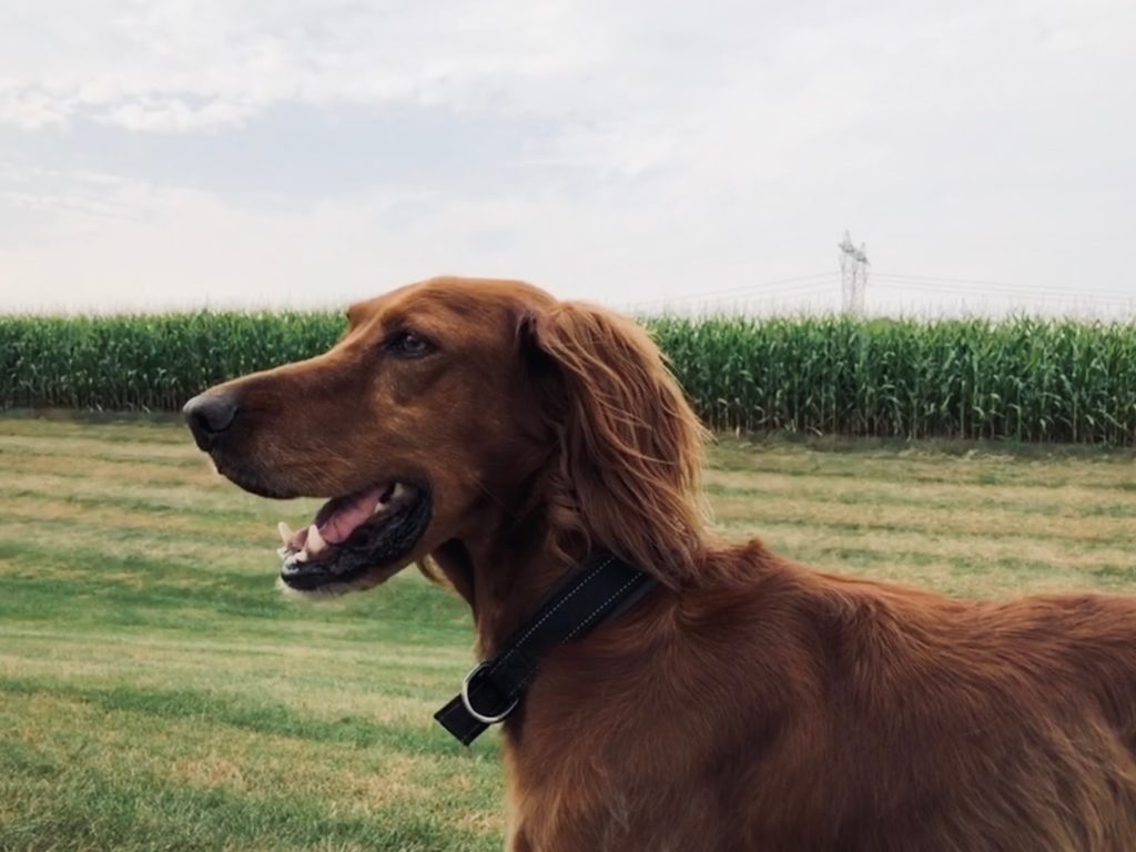 The Goodman Method of Chiropractic