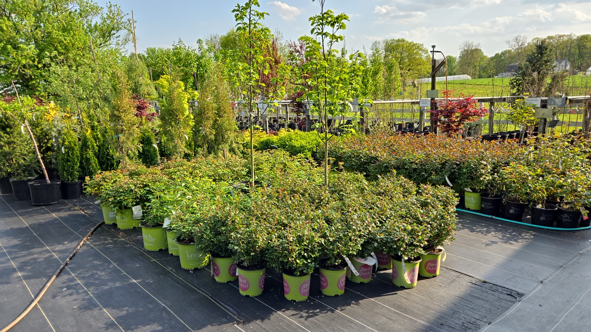 Meadow View Greenhouse & Nursery