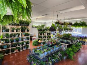 Second Chance Plants
