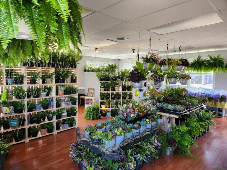 Second Chance Plants